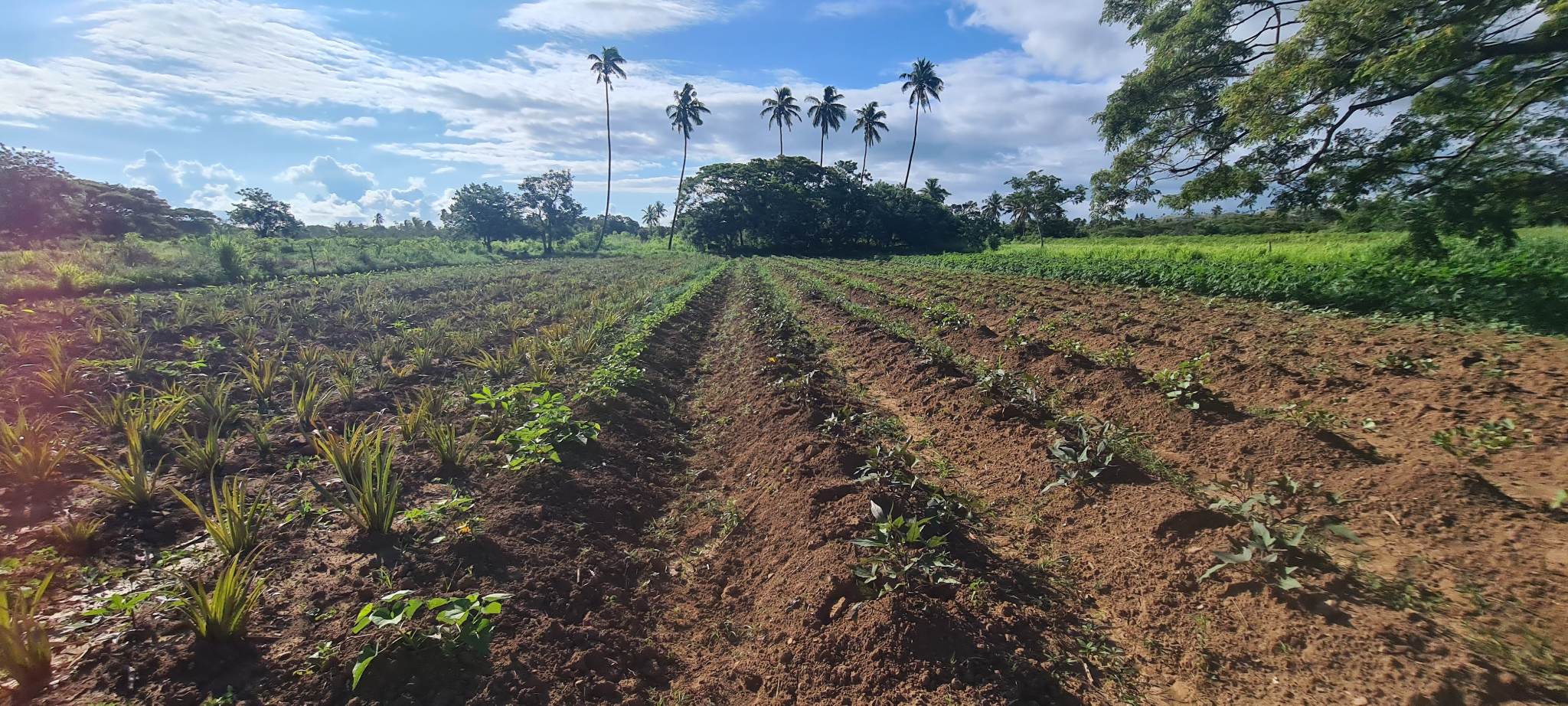 Building A Resilient Lomawai Village | ADRA Fiji